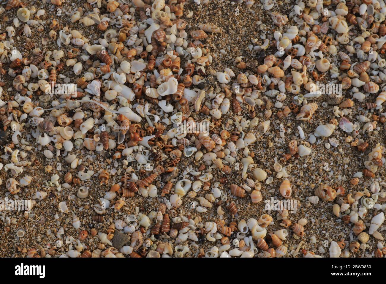 Beautiful & colorful seashells on the sand on the beach in the summer ...