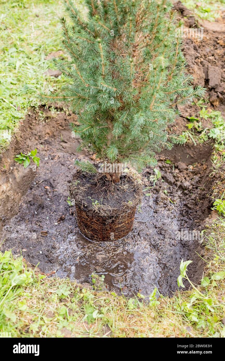 Root system shrub hi-res stock photography and images - Alamy