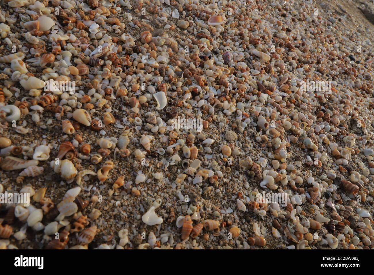 Beautiful & colorful seashells on the sand on the beach in the summer ...