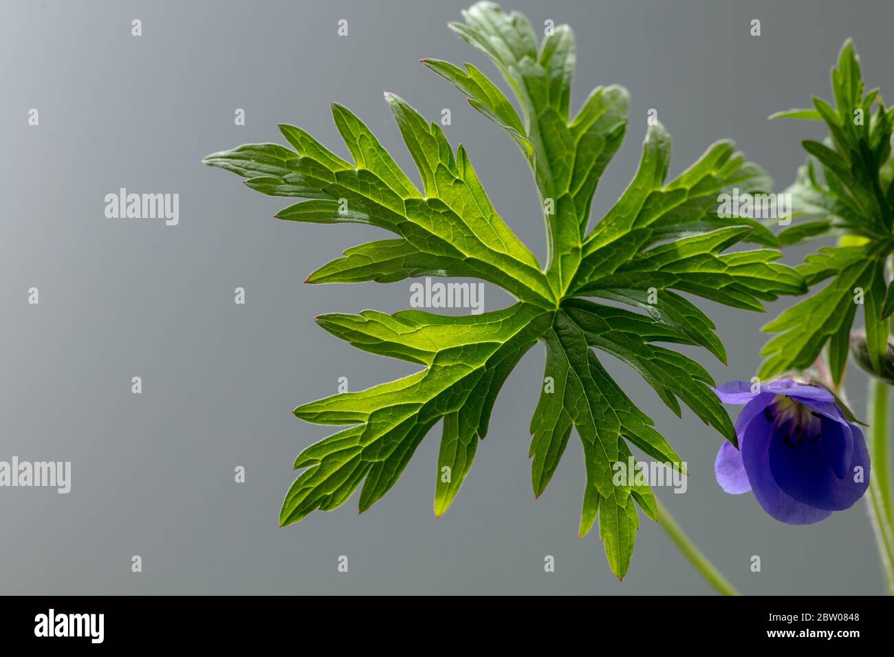 Geranium Rozanne leaf and flower against a neutral background Stock ...