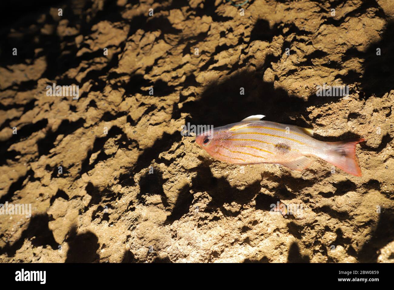 Fish on the See - beach sand. Beach copy space with Fish Stock Photo ...