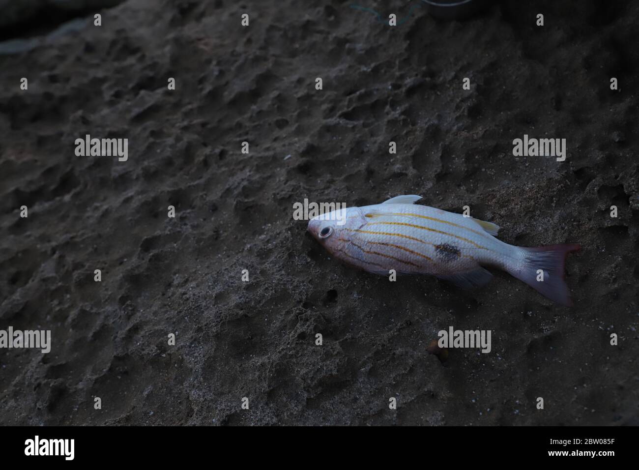 Fish on the See - beach sand. Beach copy space with Fish Stock Photo ...