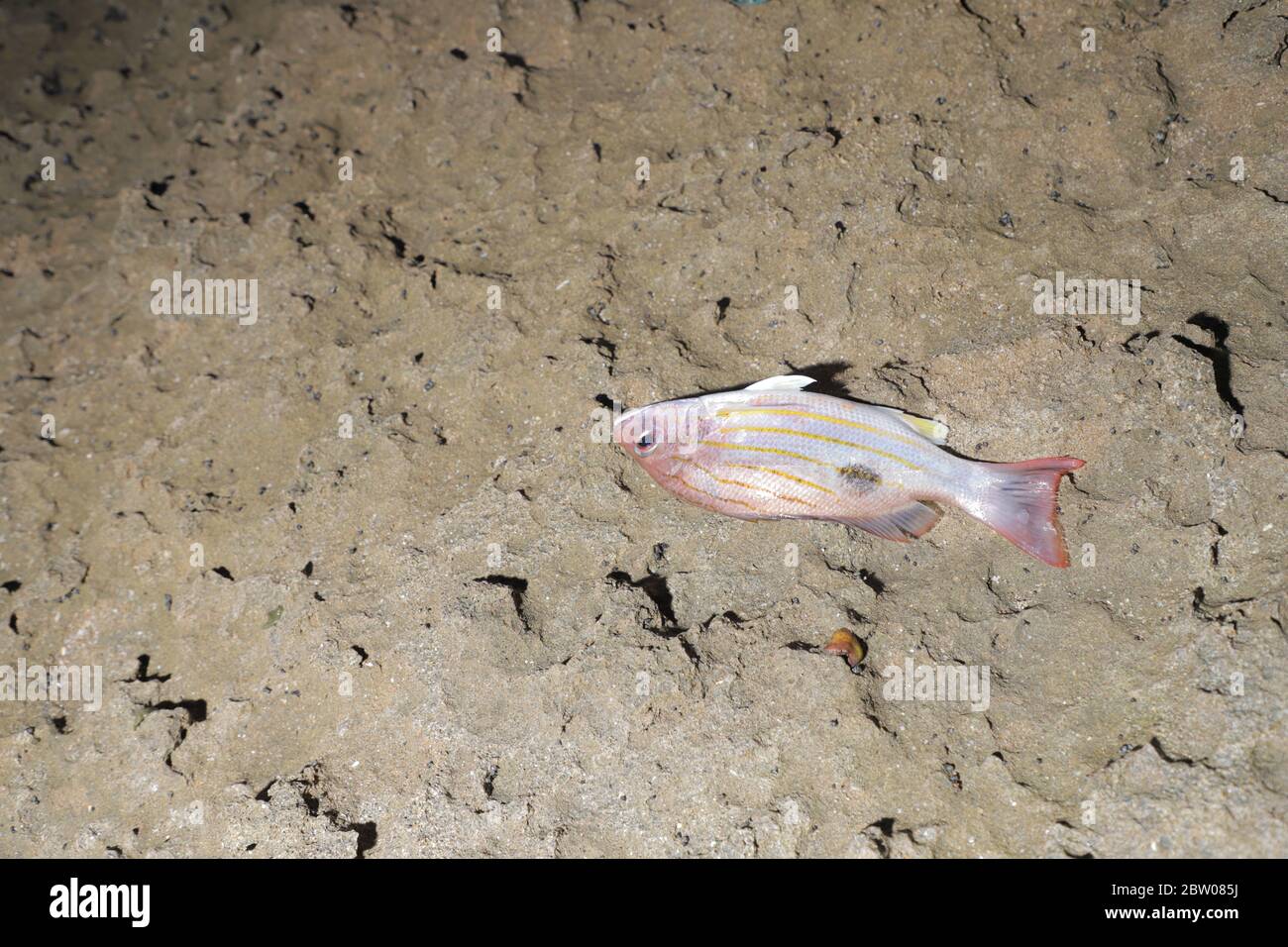 Fish on the See - beach sand. Beach copy space with Fish Stock Photo ...