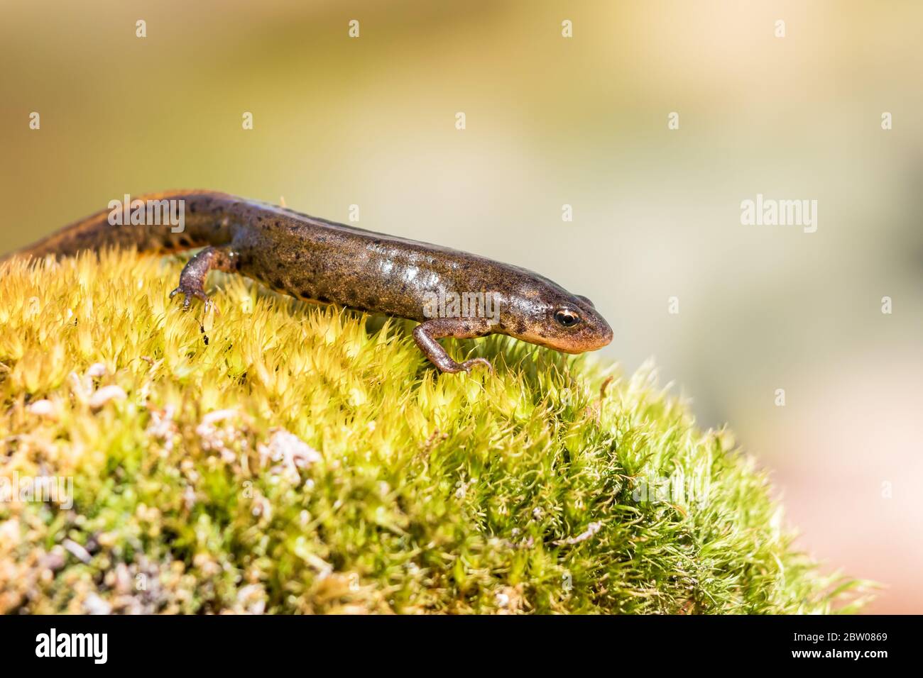 A Bosca's newt (Lissotriton boscai) photographed in Serra da Estrela ...