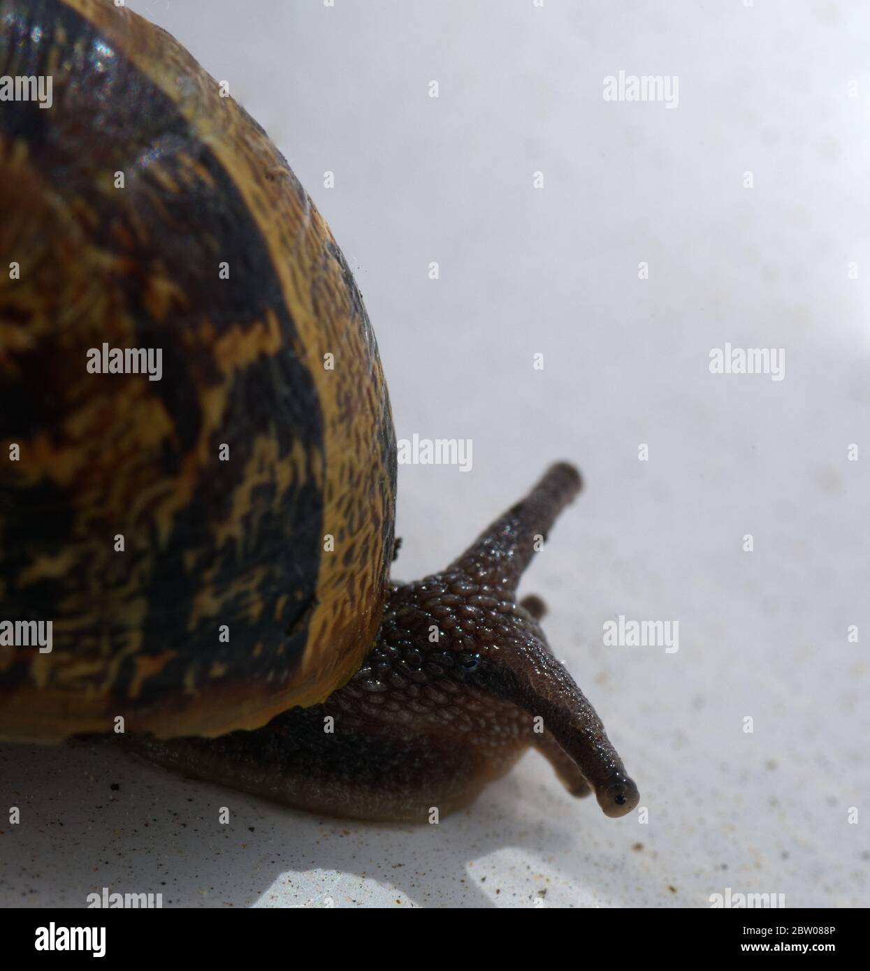Mollusc movement hi-res stock photography and images - Alamy