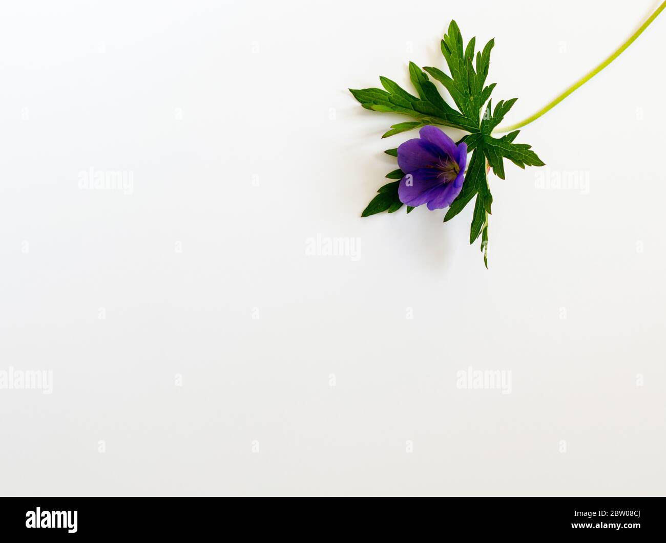 Geranium Rozanne leaf and flower against a neutral background Stock ...