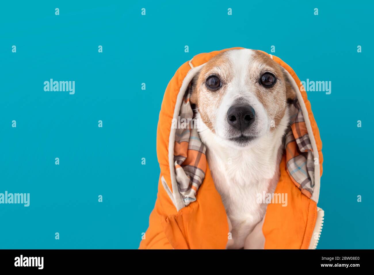 Sad little animal hi-res stock photography and images - Alamy