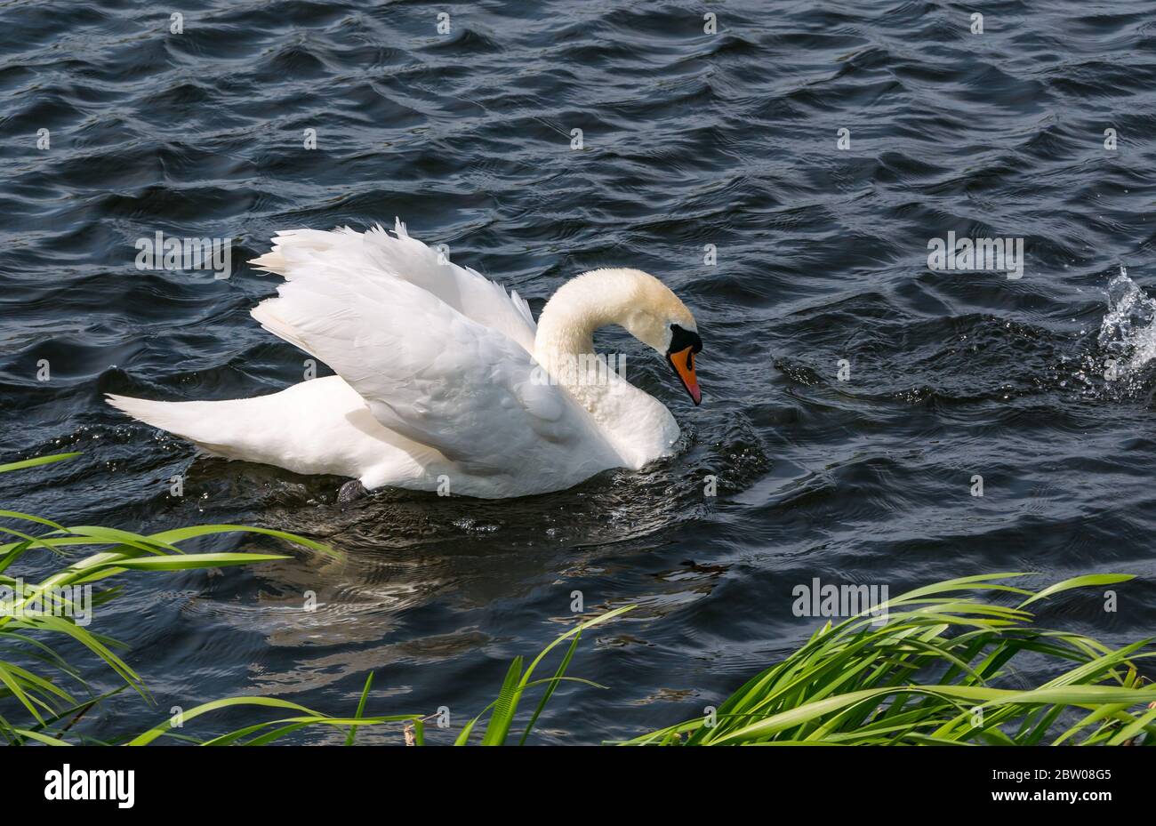 Aggressive swan hi-res stock photography and images - Alamy
