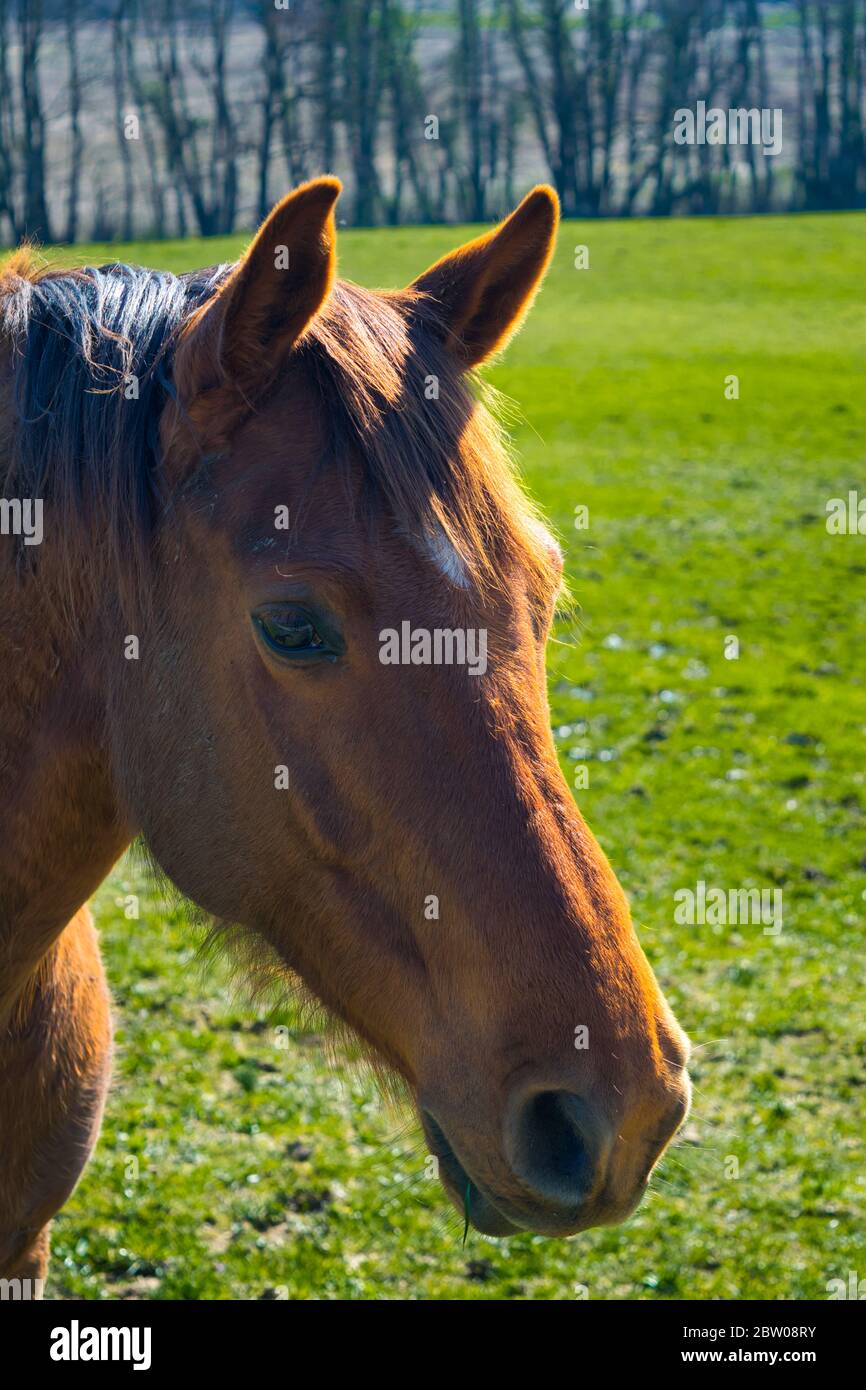 Innocent animal hi-res stock photography and images - Alamy