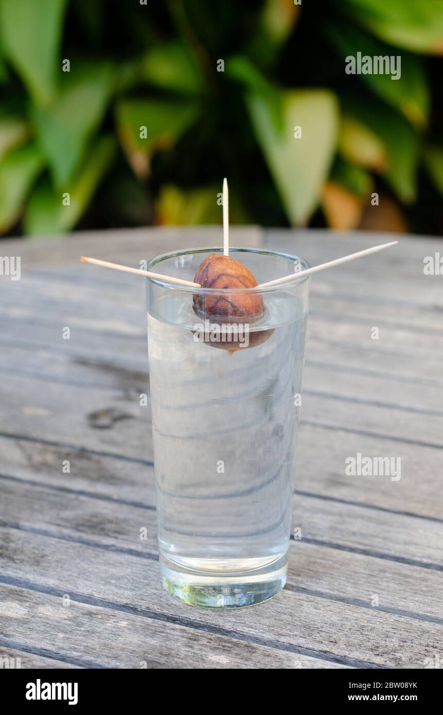 Growing an avocado plant from an avocado stone Stock Photo - Alamy