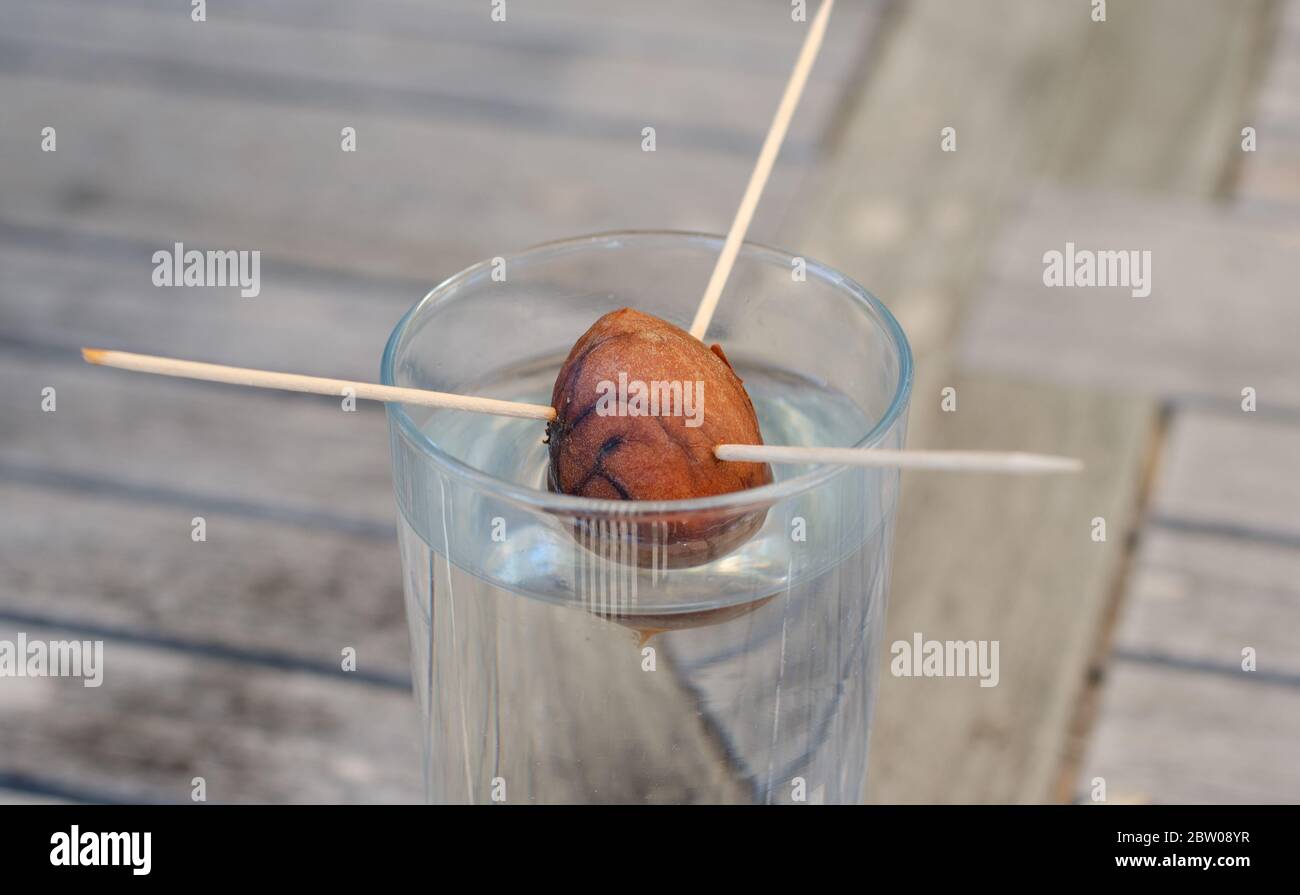 Growing an avocado plant from an avocado stone Stock Photo - Alamy