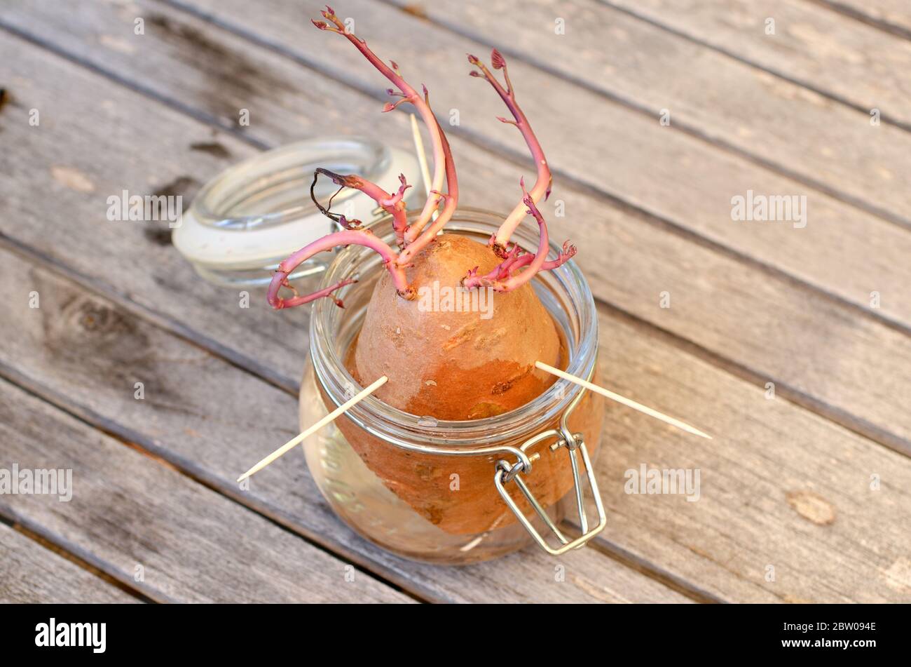 Sweet potato slips hi-res stock photography and images - Alamy