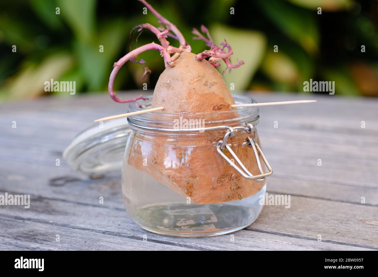 Growing sweet potato slips in a jar of water Stock Photo - Alamy