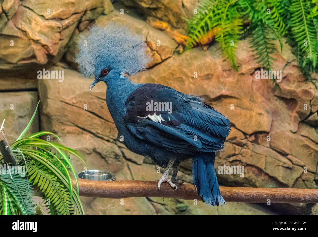 Victoria crowned pigeon portrait (Goura victoria Stock Photo - Alamy