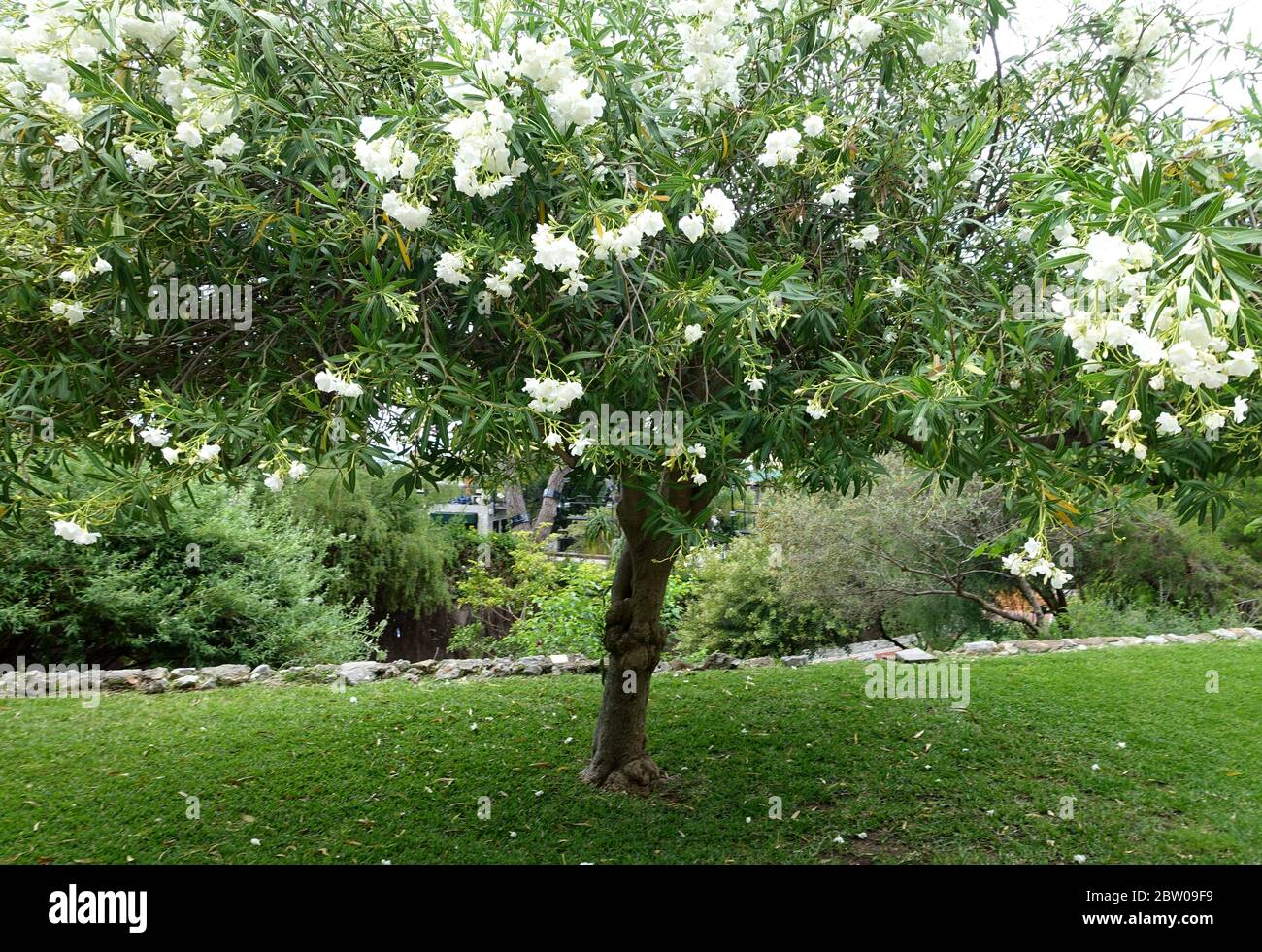Oleander Standard Tree