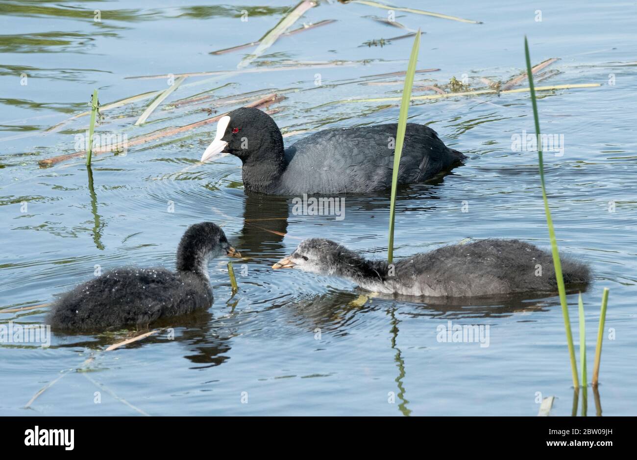 Lothian birding hi-res stock photography and images - Alamy