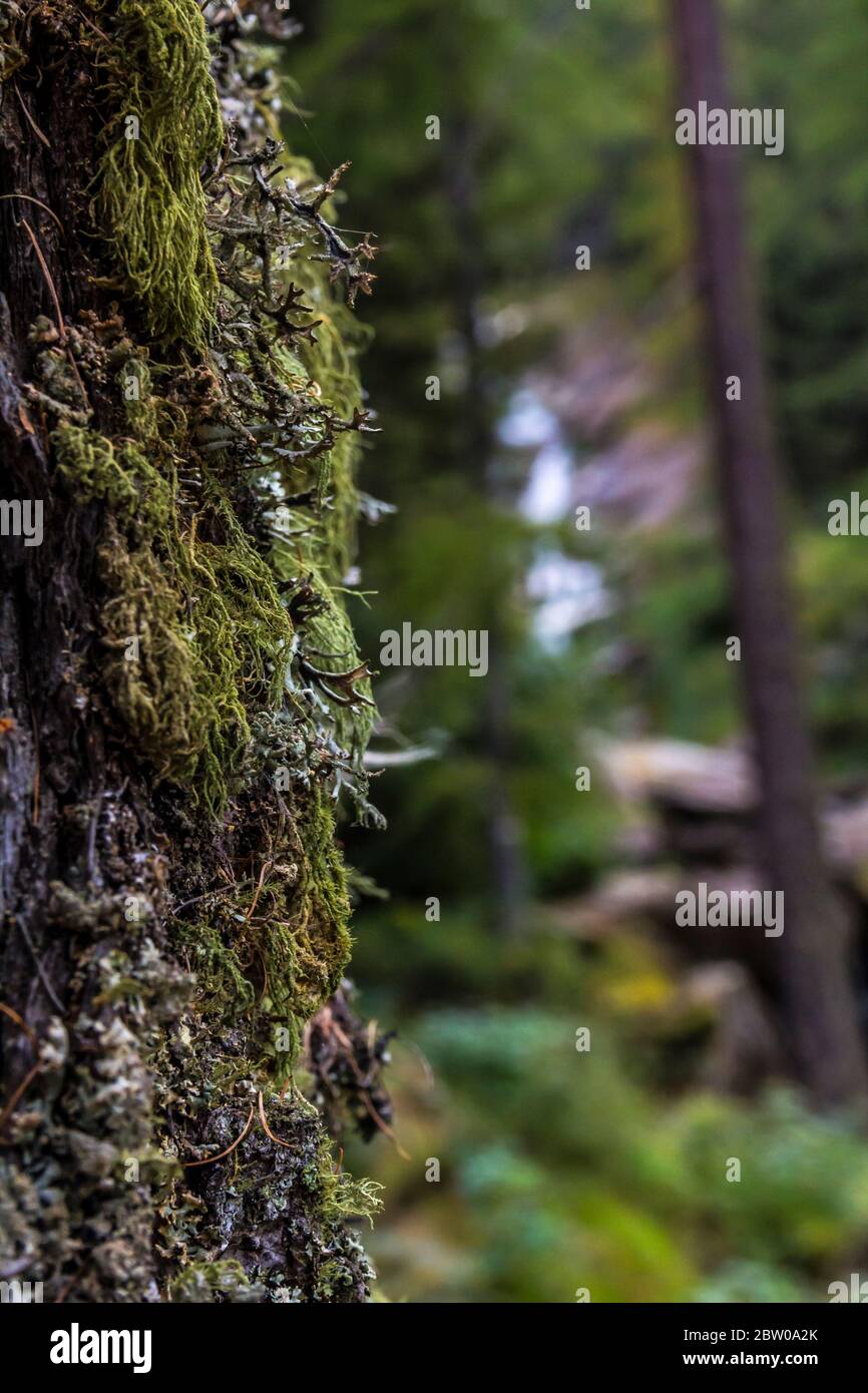 Closeup of a type of muscus Stock Photo - Alamy