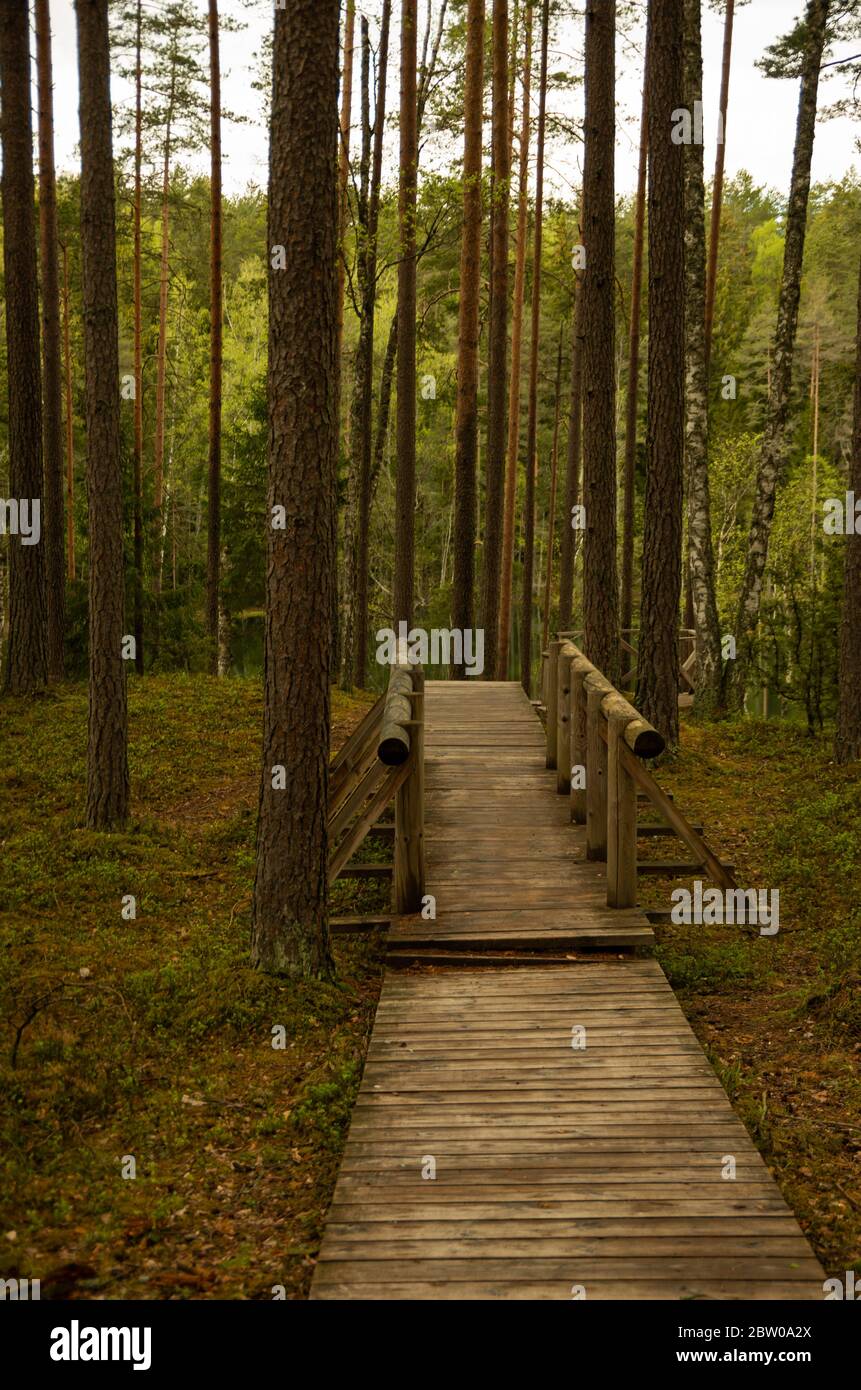 Walking path in the forest, boardwalk, spruce with moss Stock Photo - Alamy