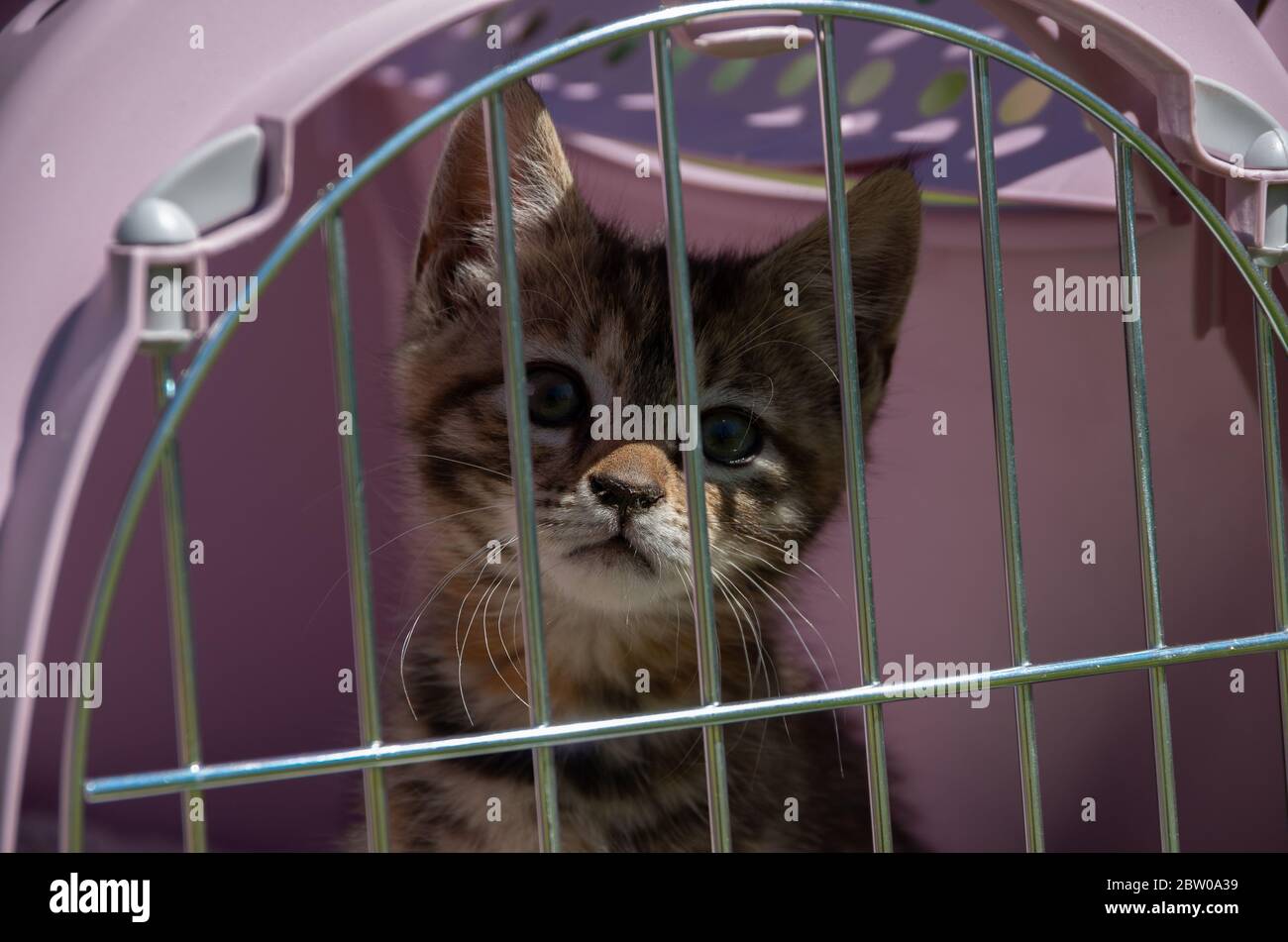 Sad cat trapped in his cage, behind bars, gray Stock Photo - Alamy