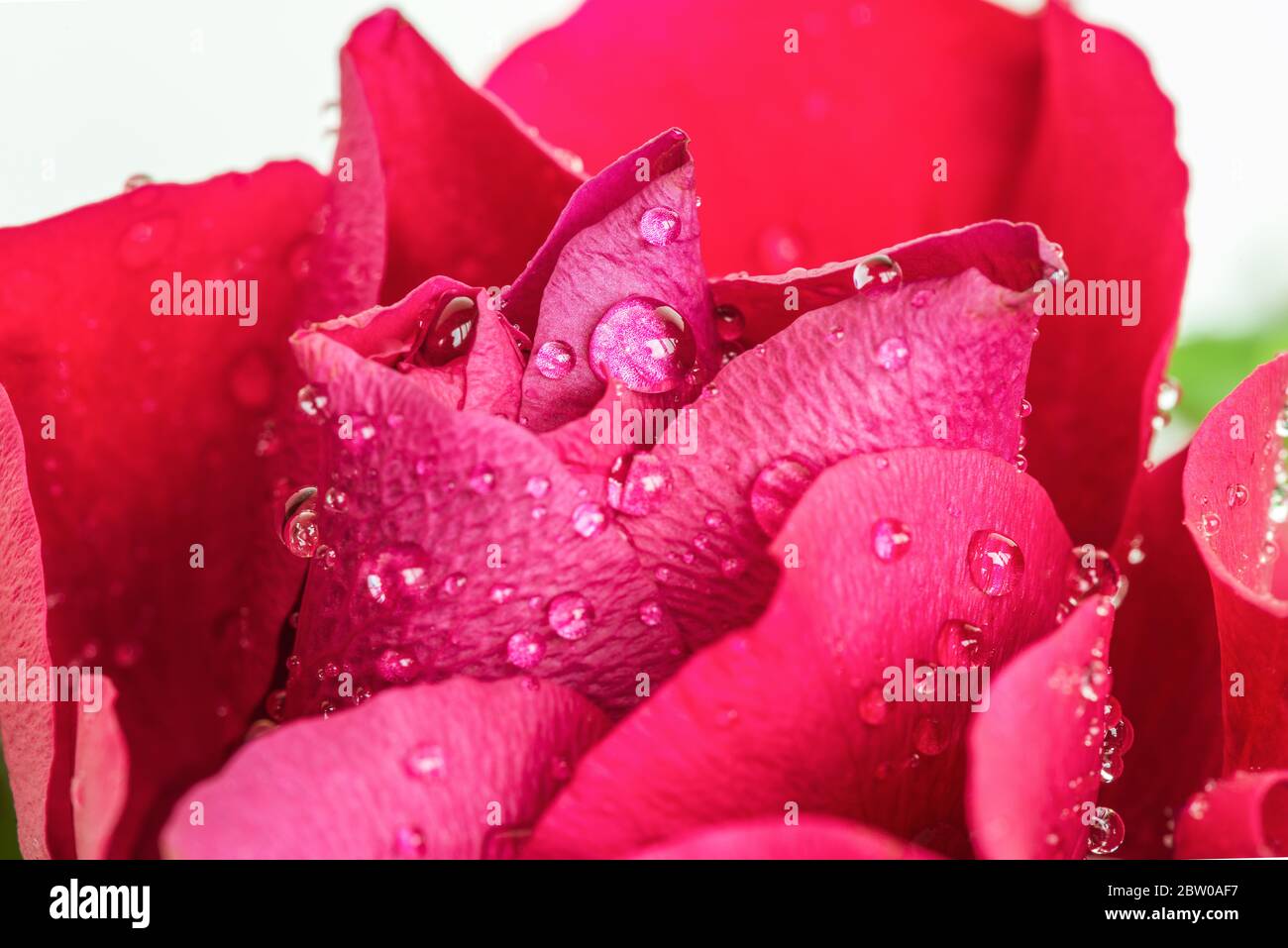 Beautiful red rose with water drops. Close-up shot Stock Photo - Alamy