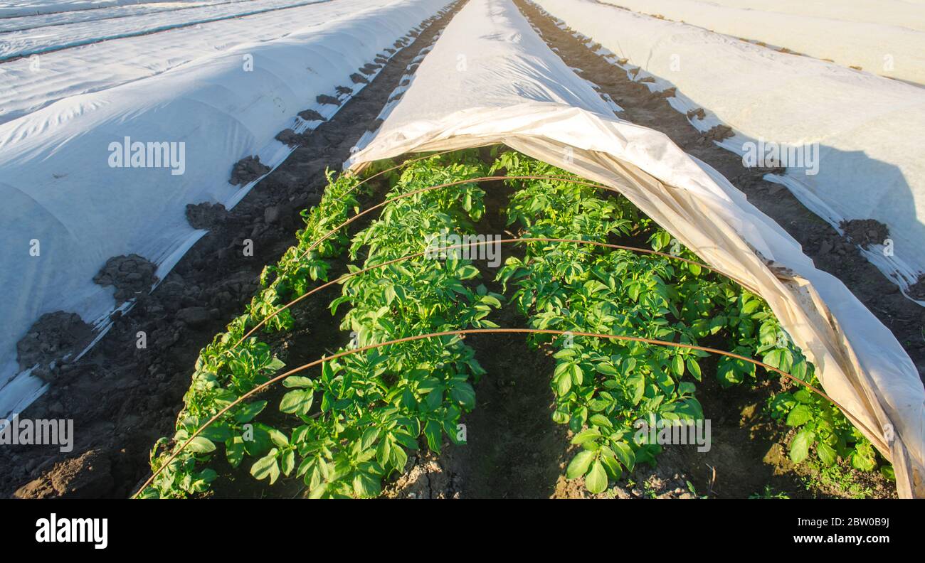 Growing young potatoes under agrofibre in small greenhouses. Spunbond ...