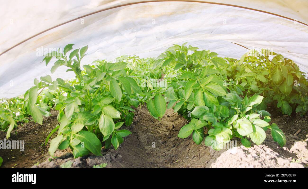 Growing young potatoes under agrofibre in small greenhouses. Spunbond ...