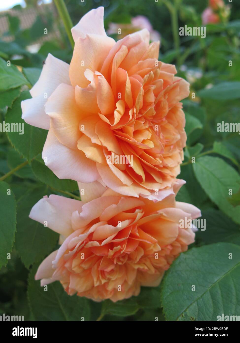 Apricot Roses High Resolution Stock Photography and Images - Alamy
