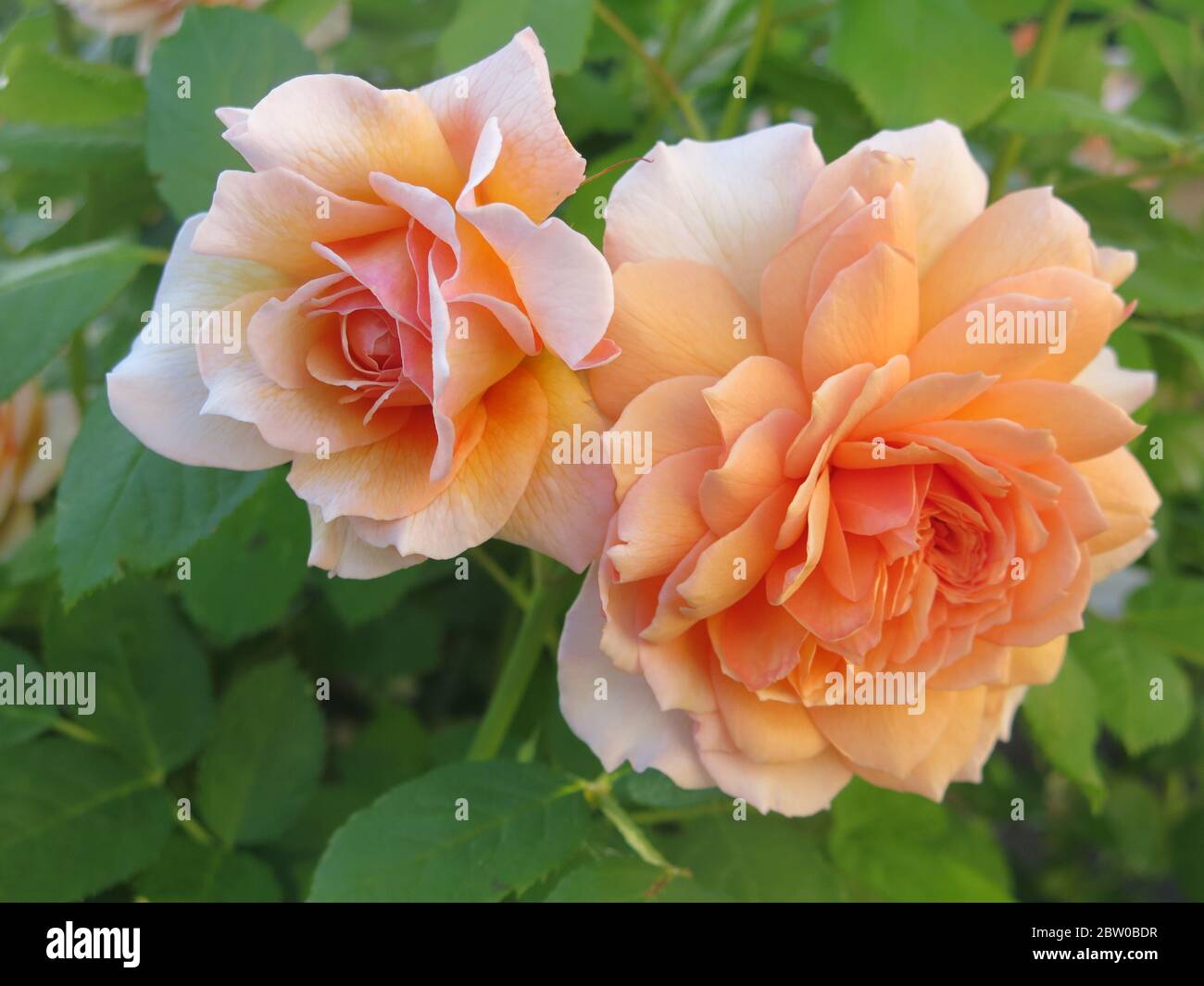 Apricot Coloured Flowers High Resolution Stock Photography and Images ...