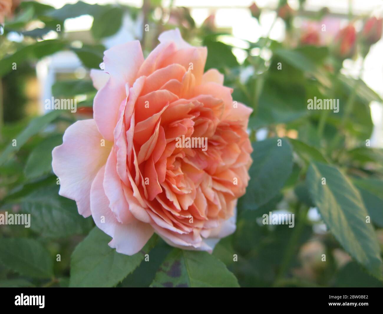 Close up of a single flower of the David Austin English shrub rose ...