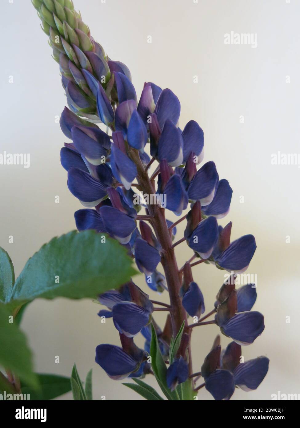 Lupin like plant hi-res stock photography and images - Alamy