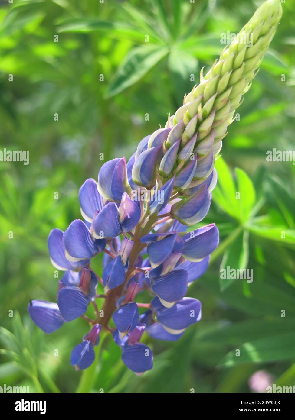 Close-up of a single spike of a purple lupin Stock Photo - Alamy
