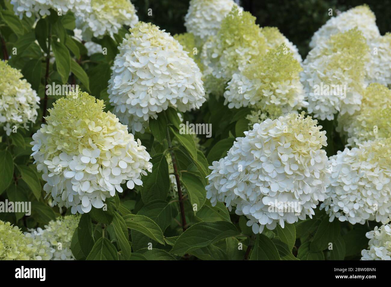 Hydrangea paniculata limelight flowers hi-res stock photography and ...