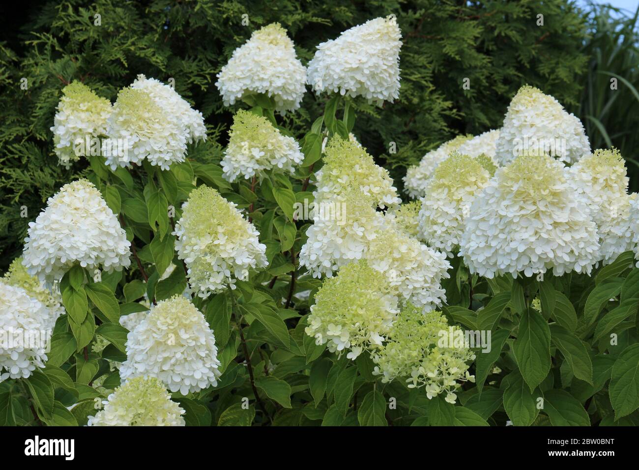 Close up of white Limelight Hydrangea flowering heads in front of an ...