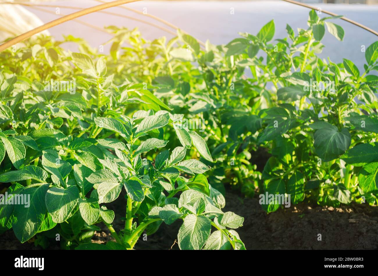 Growing young potatoes under agrofibre in small greenhouses. Farming ...