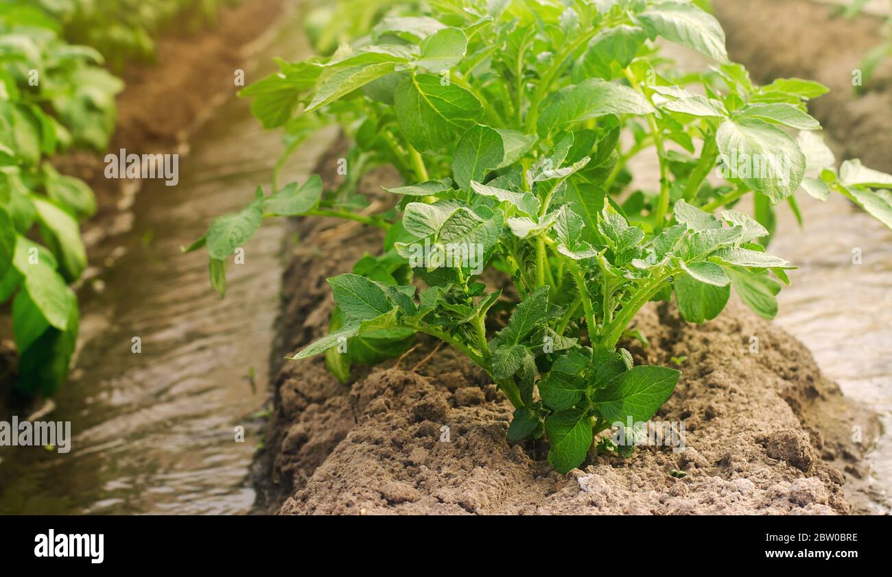 Watering cultivated field in early hi-res stock photography and images ...