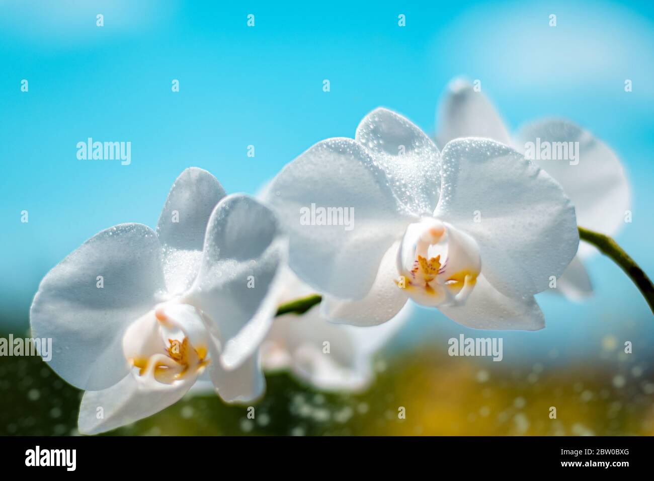 High resolution orchids hi-res stock photography and images - Alamy