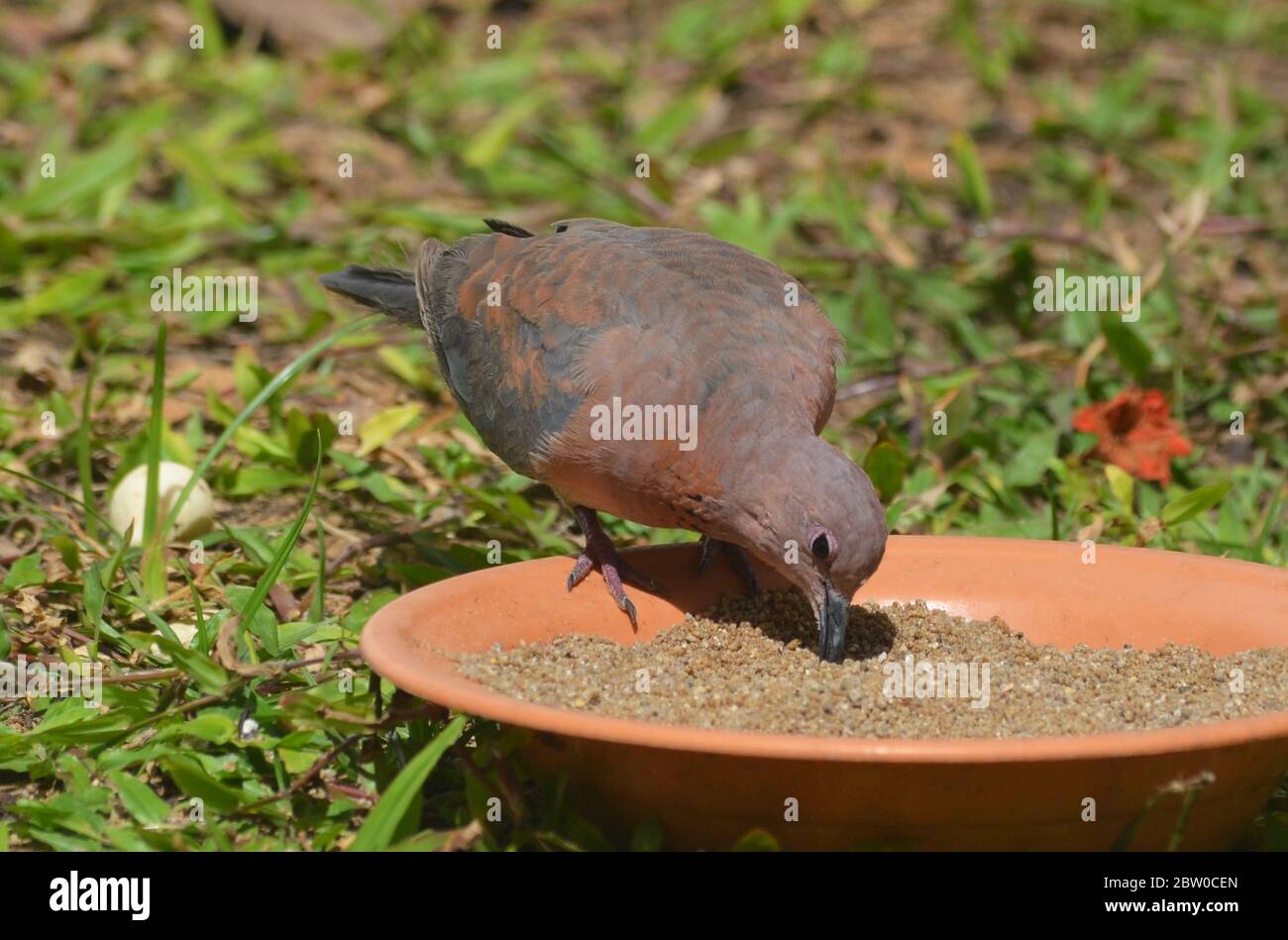 Senegal or Laughing dove (Spilopelia senegalensis) in a urban garden of ...