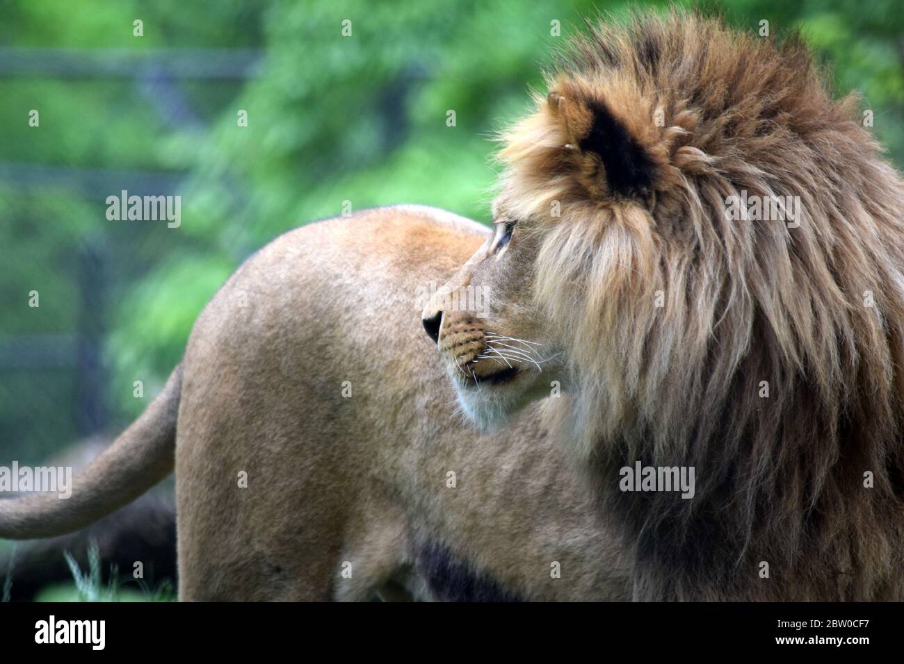 Lion in nature hi-res stock photography and images - Alamy