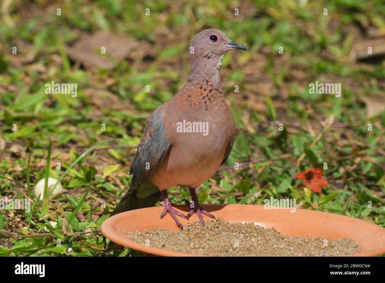 Spilopelia sp hi-res stock photography and images - Alamy