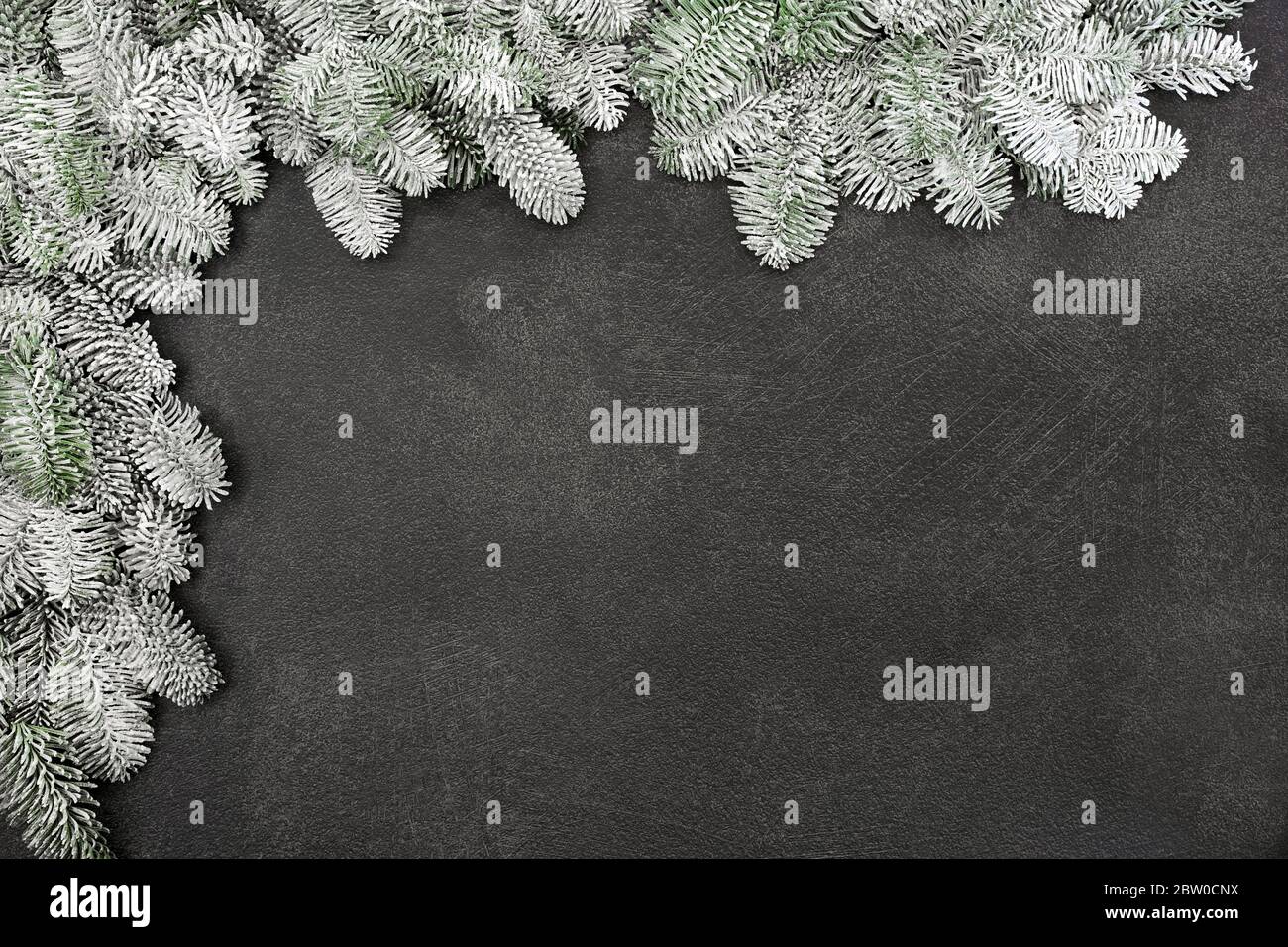 Winter evergreen snow covered spruce fir background border on grey ...