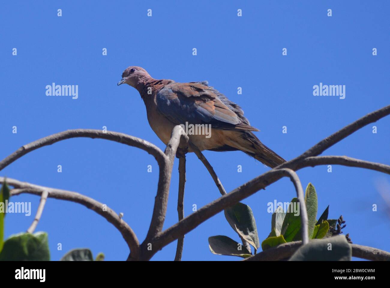 Senegal or Laughing dove (Spilopelia senegalensis) in a urban garden of ...