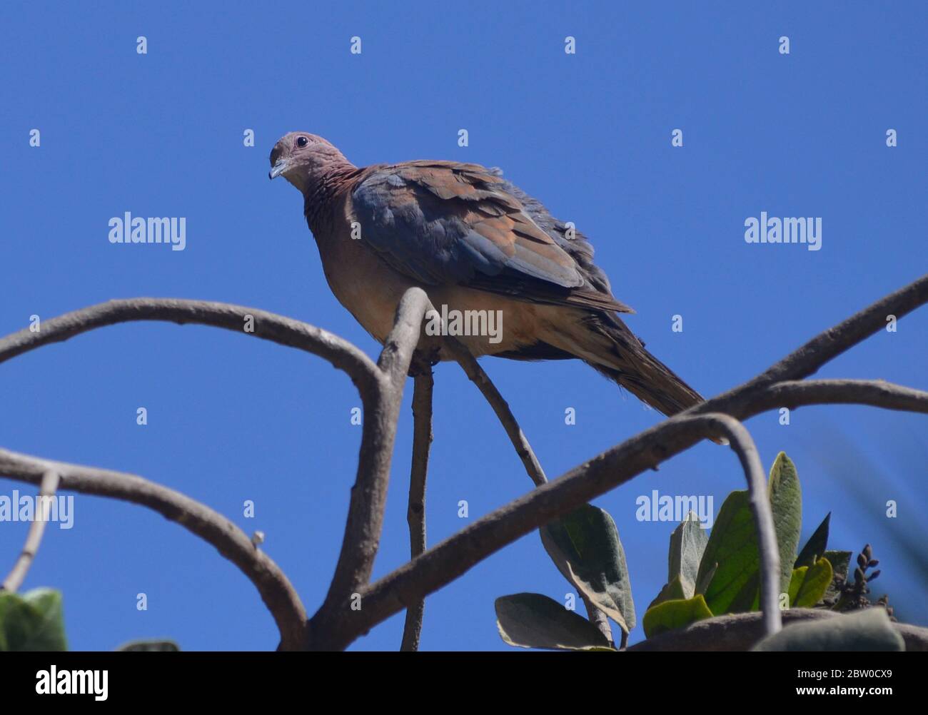 Senegal or Laughing dove (Spilopelia senegalensis) in a urban garden of ...