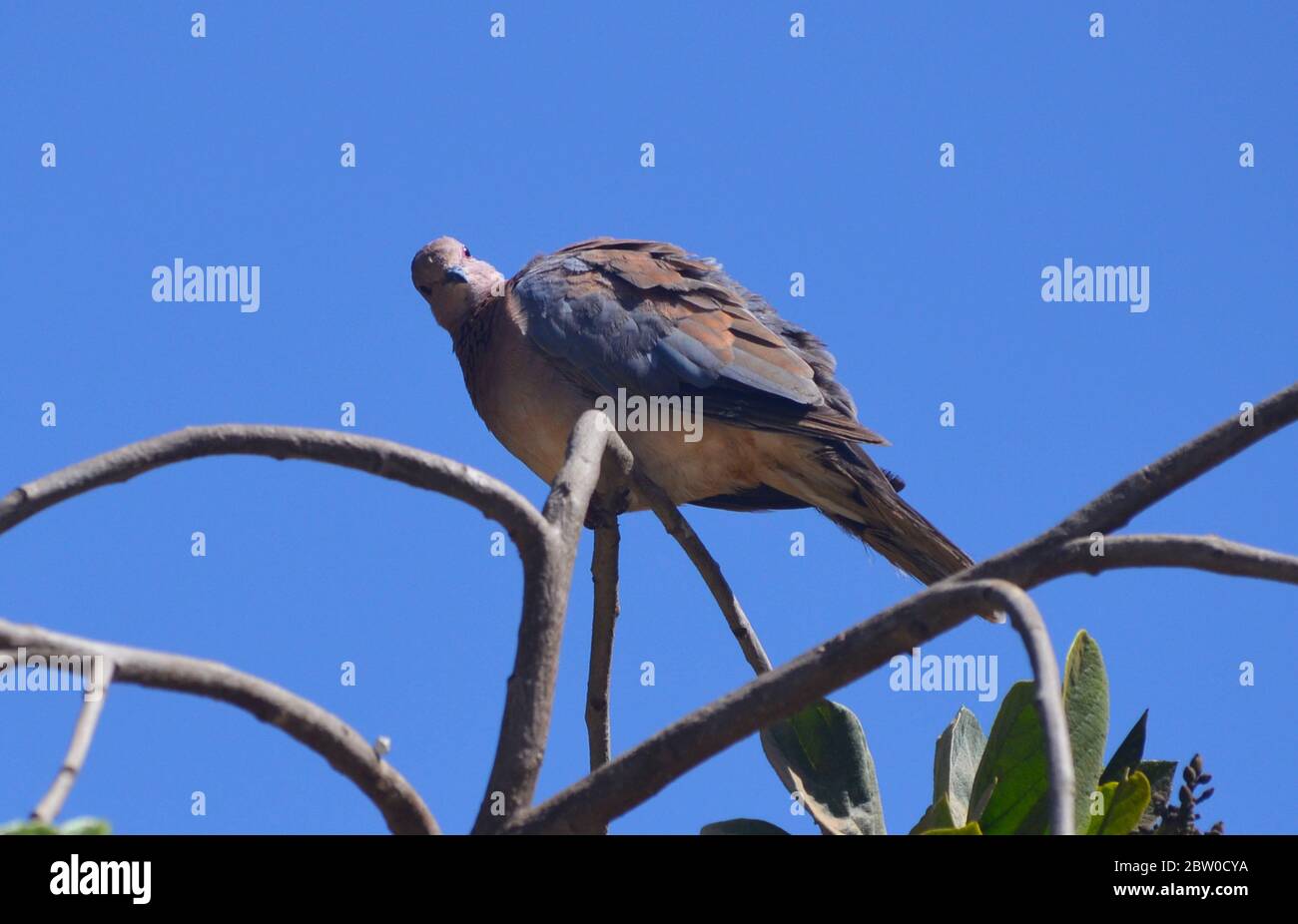 Senegal or Laughing dove (Spilopelia senegalensis) in a urban garden of ...