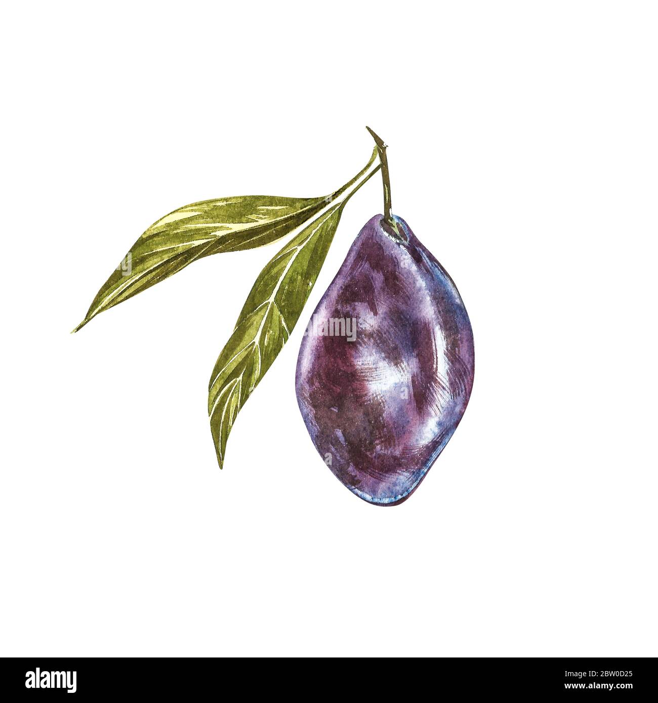 Plum Drawing High Resolution Stock Photography and Images - Alamy
