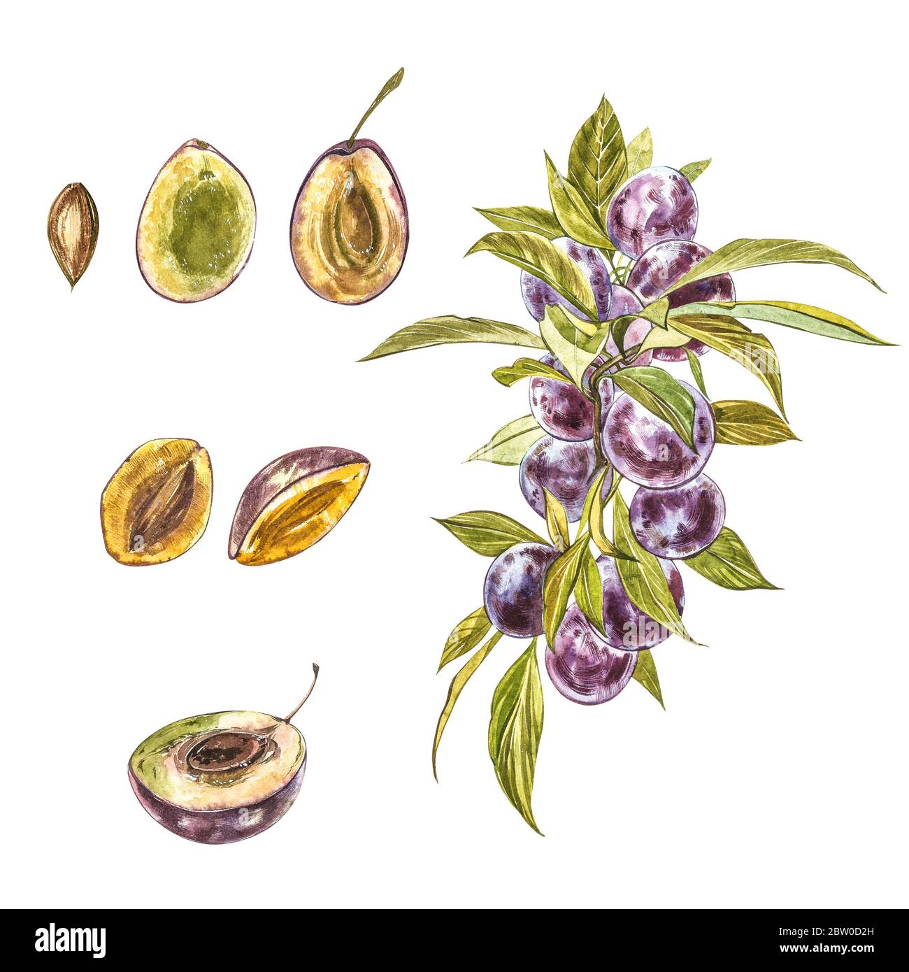 Ripe plum and branch with flowers. Plum drawing watercolor isolated on ...