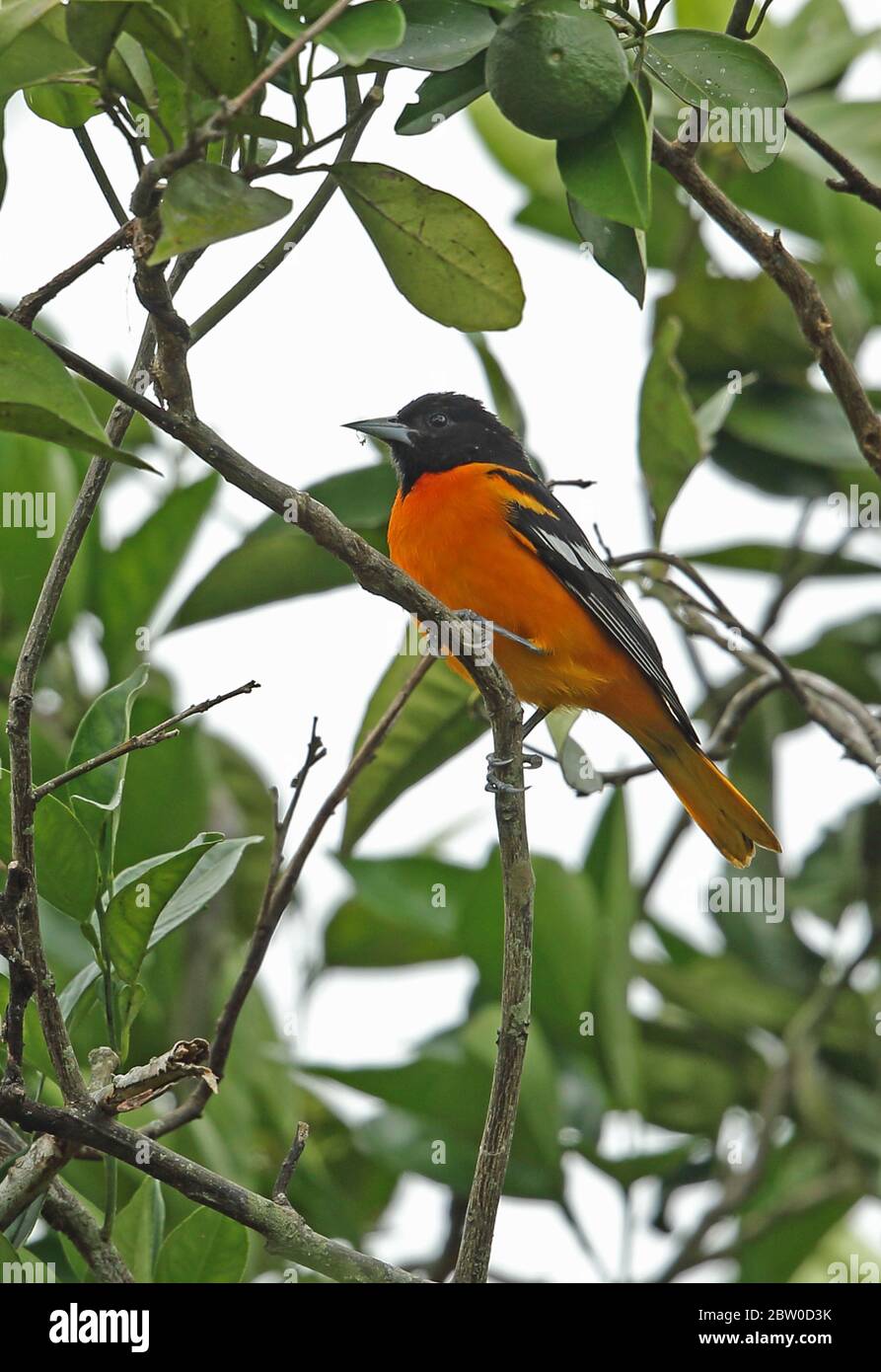 Baltimore Oriole (Icterus galbula) adult male perched on branch Pico ...
