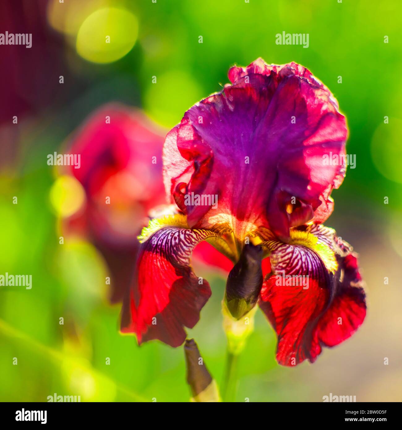 Beautiful purple iris grow hi-res stock photography and images - Alamy