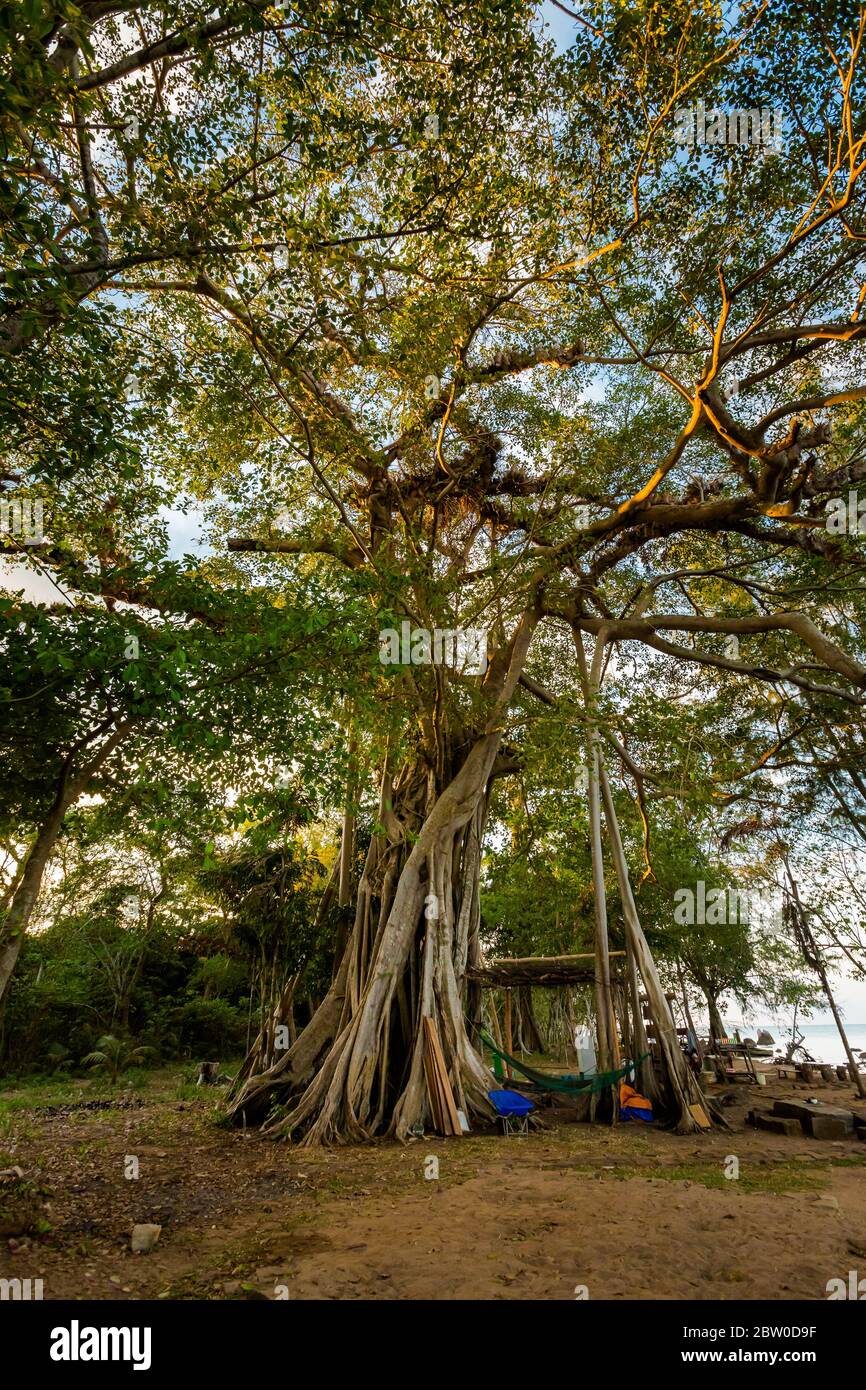 Tree house in the Phu Quoc - Mot Island jungle. Bai Thom area in ...