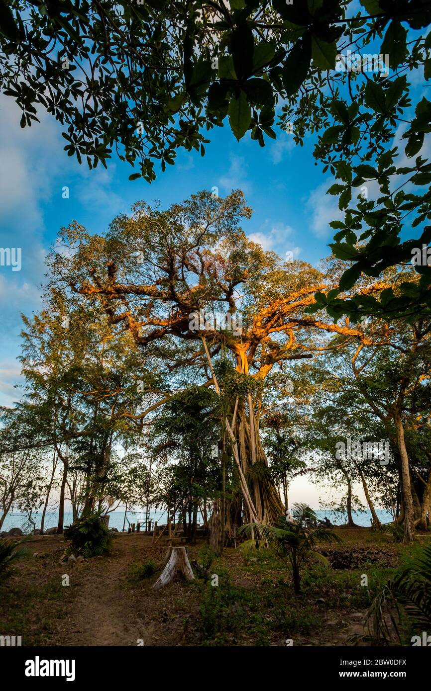 Tree house in the Phu Quoc - Mot Island jungle. Bai Thom area in ...