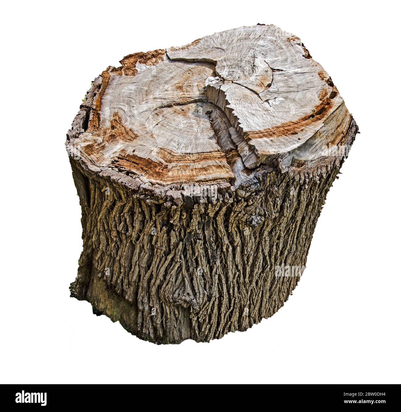 Tree chump isolated on white background Stock Photo - Alamy